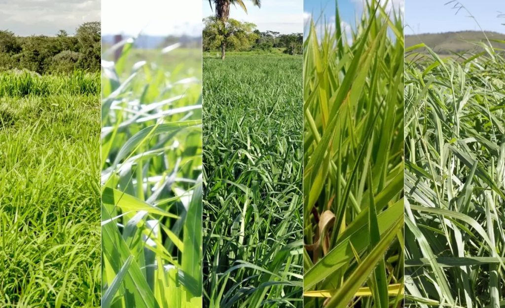 Plantas Forrageiras: Nutrição e Reabilitação Agrícola