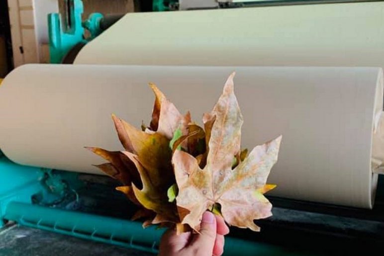 Releaf: Papel Inovador Feito de Folhas Caídas