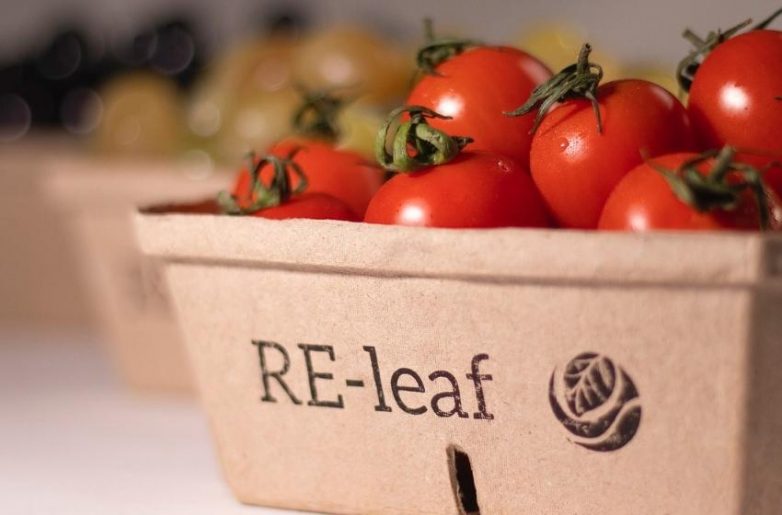 Releaf: Papel Inovador Feito de Folhas Caídas