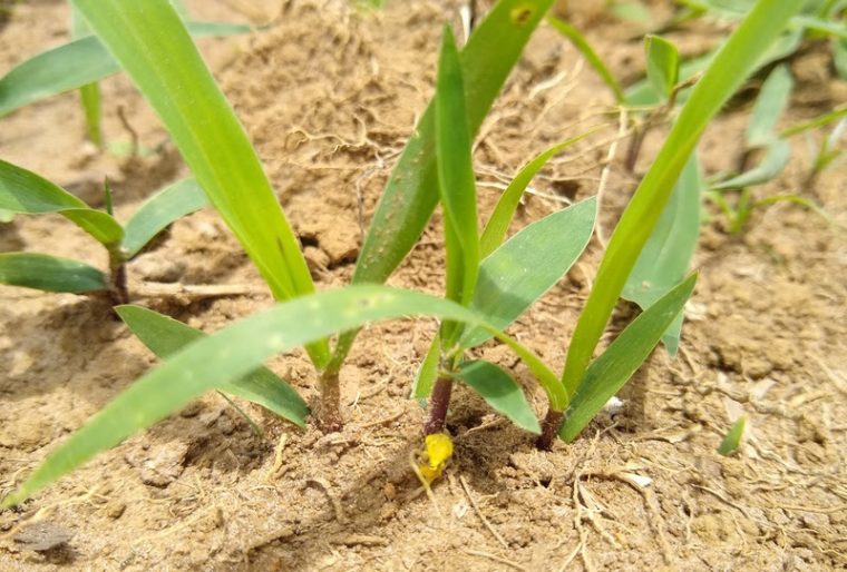 Plantas Forrageiras: Nutrição e Reabilitação Agrícola